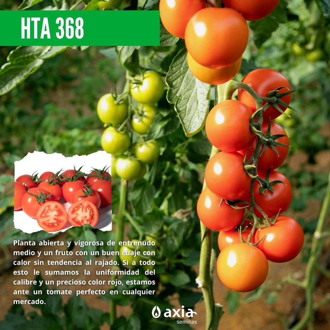 dos nuevas variedades de tomate en rama - Axia